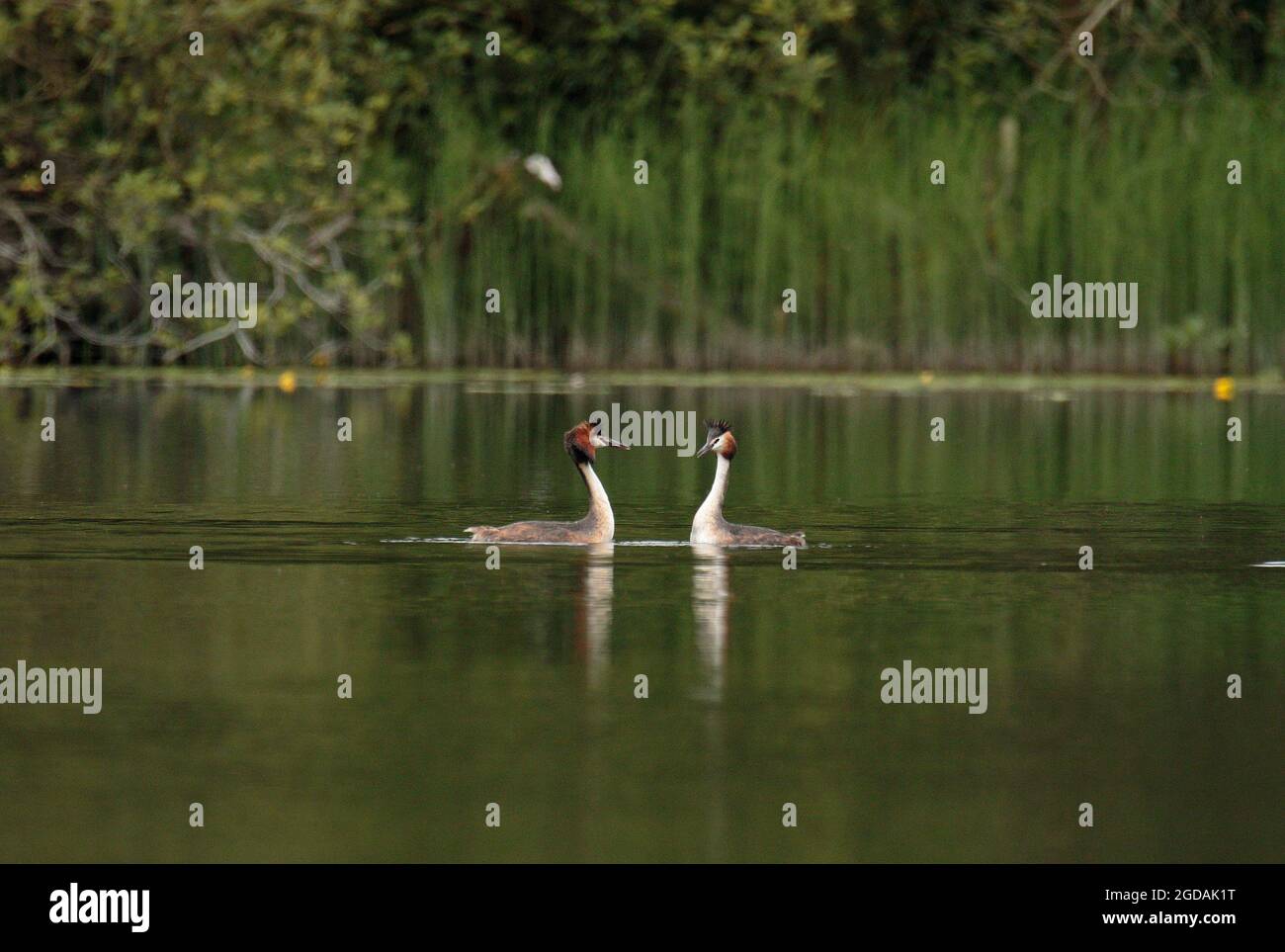 Great Crested Grebe courtship display Stock Photo - Alamy
