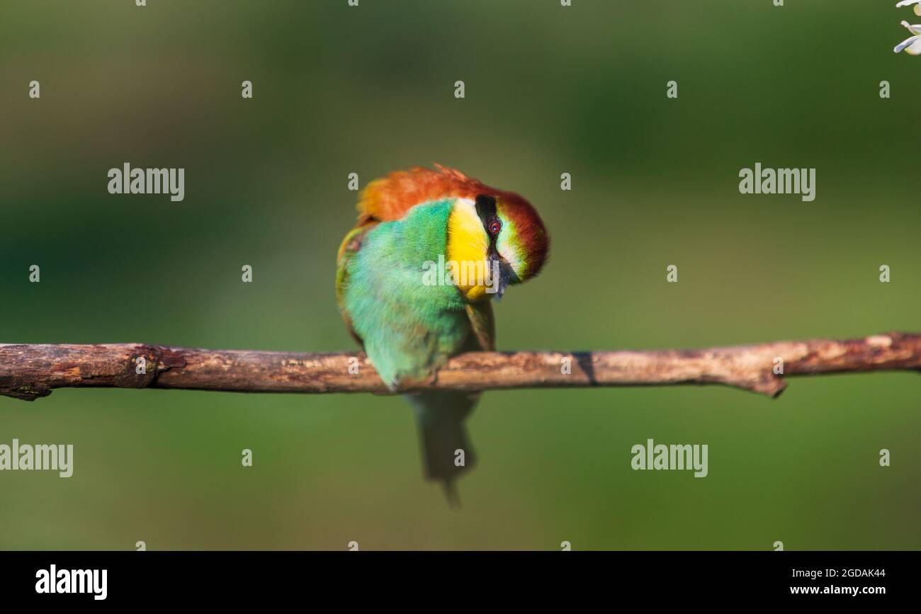 bird looks at the camera with interest Stock Photo - Alamy