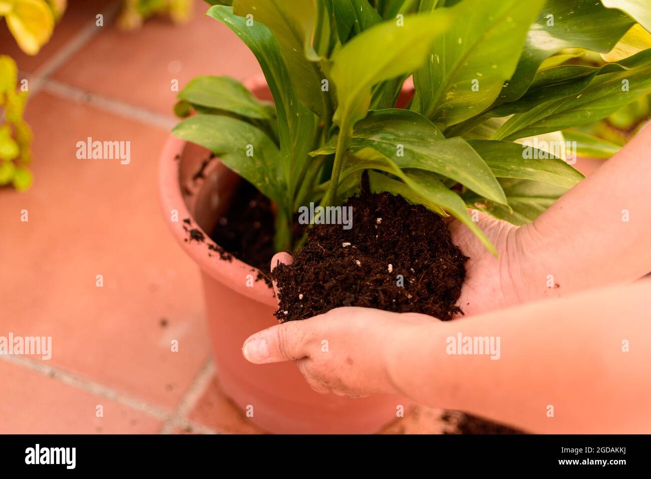 Woman transplanting a plant Stock Photo - Alamy