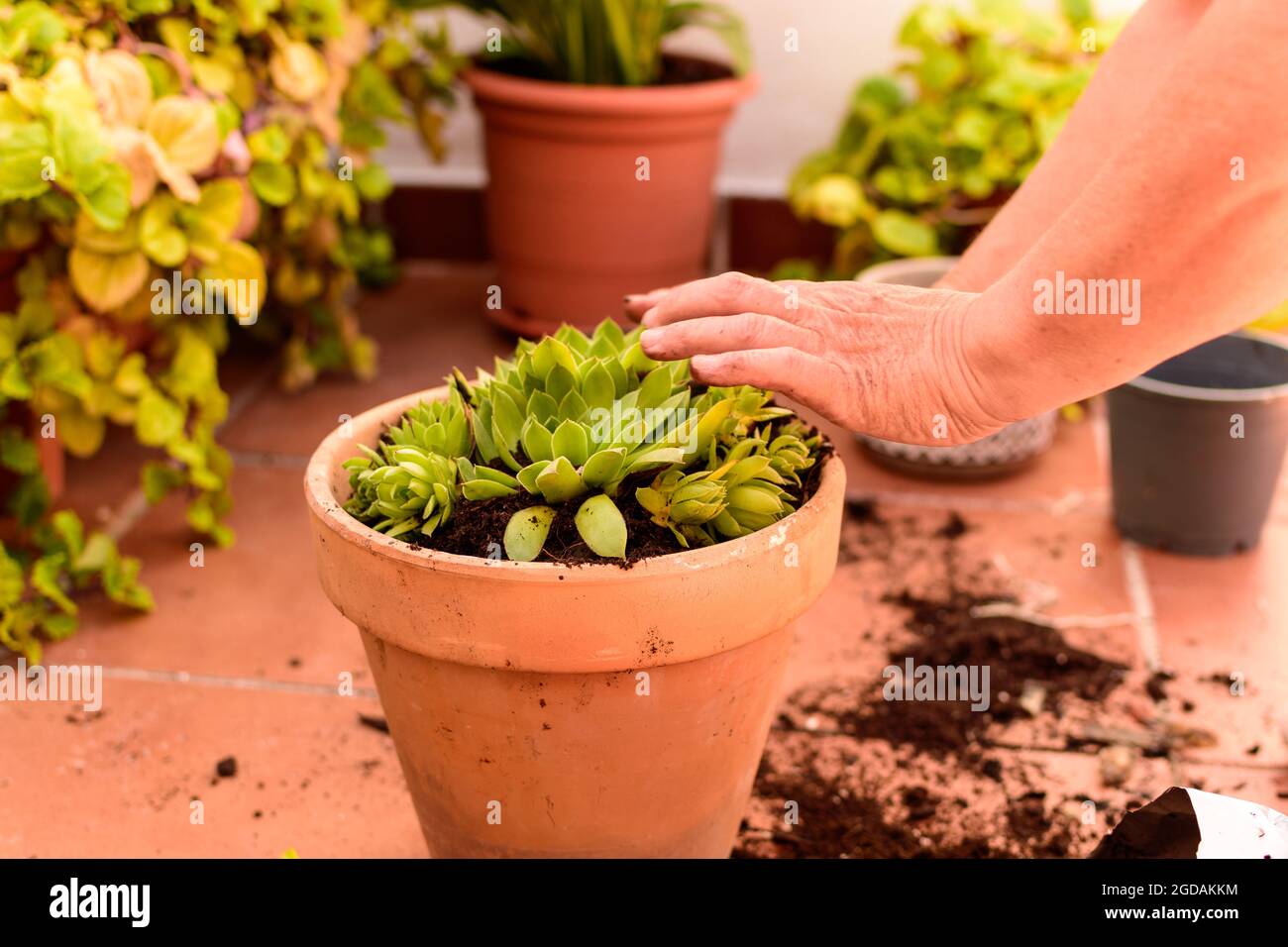 Woman transplanting plant home hi-res stock photography and images - Alamy