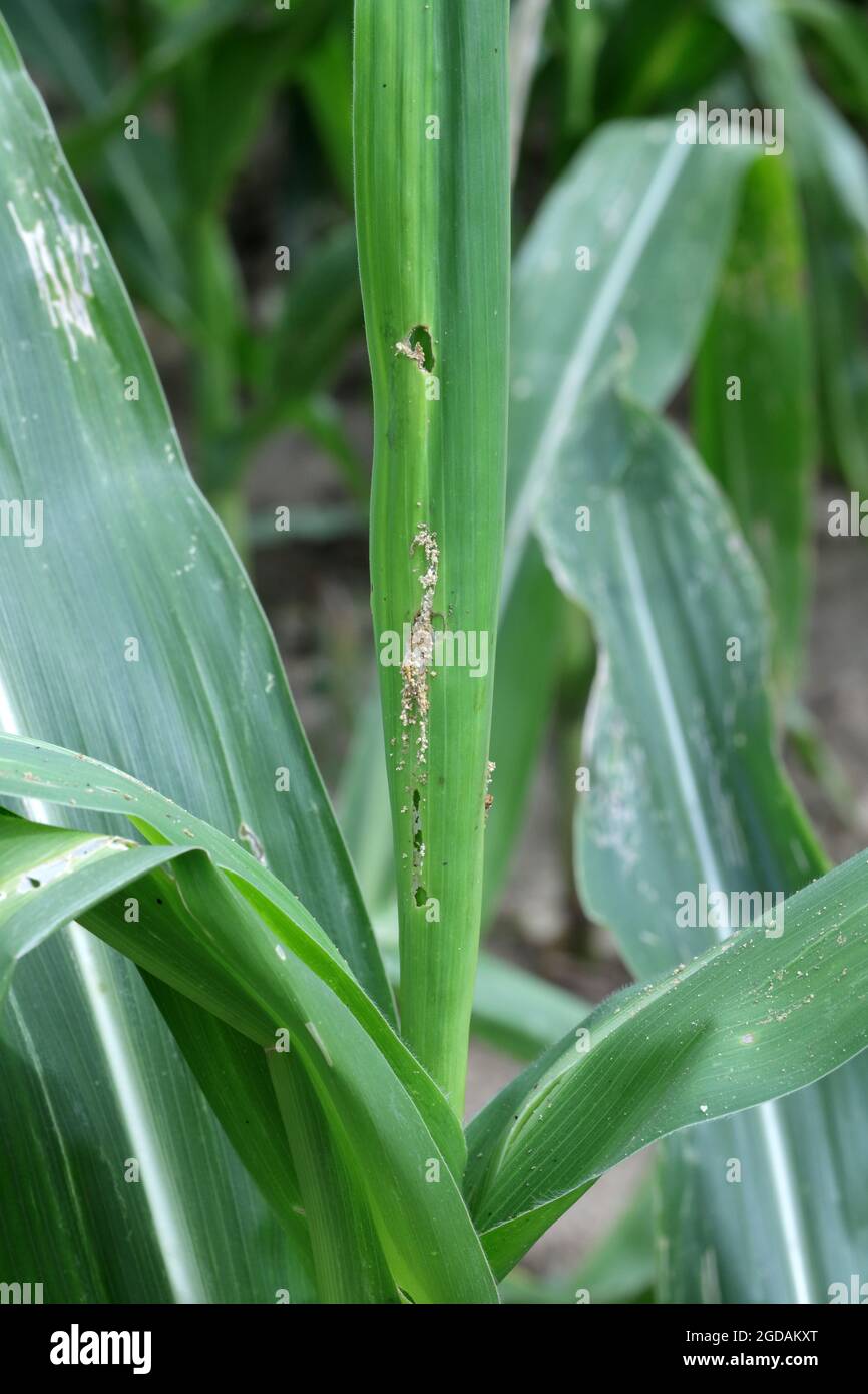 Maize stalk borer hi-res stock photography and images - Alamy