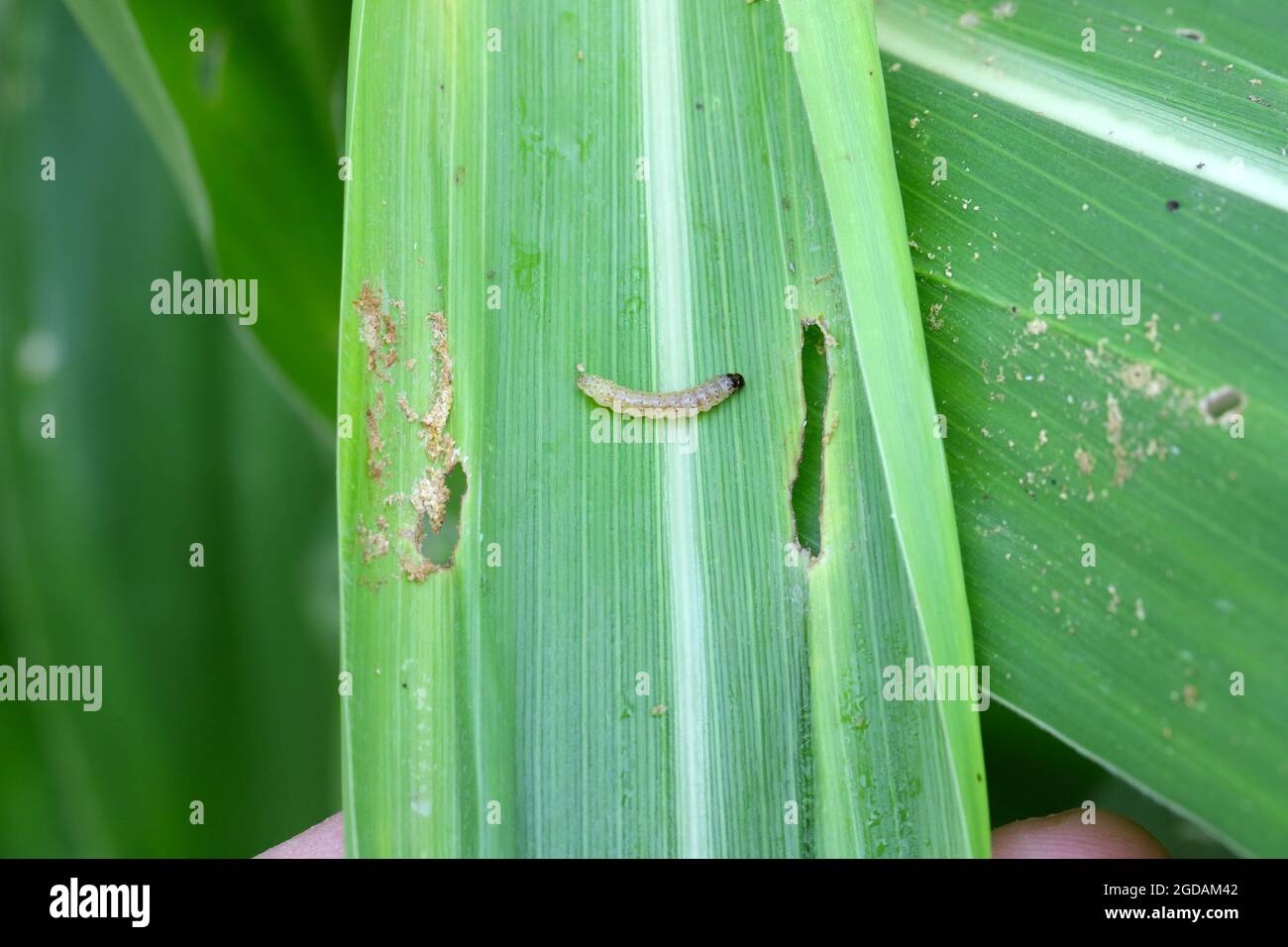 European Corn Borer