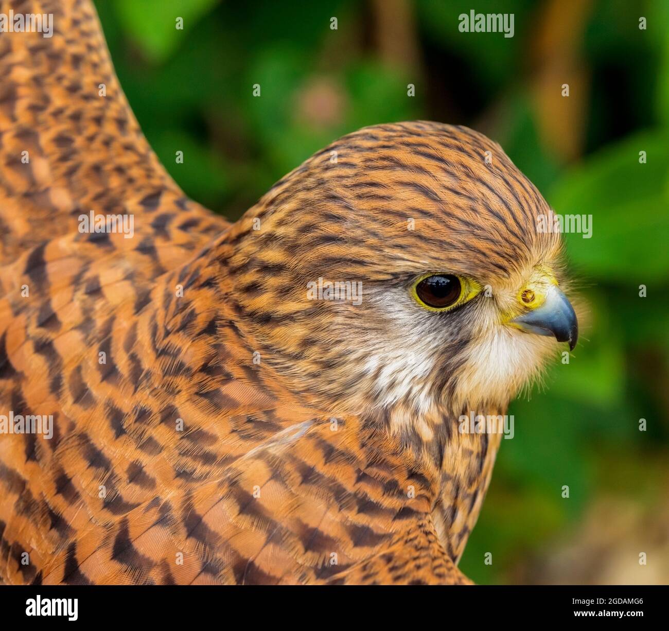 White mottled feathers hi-res stock photography and images - Alamy