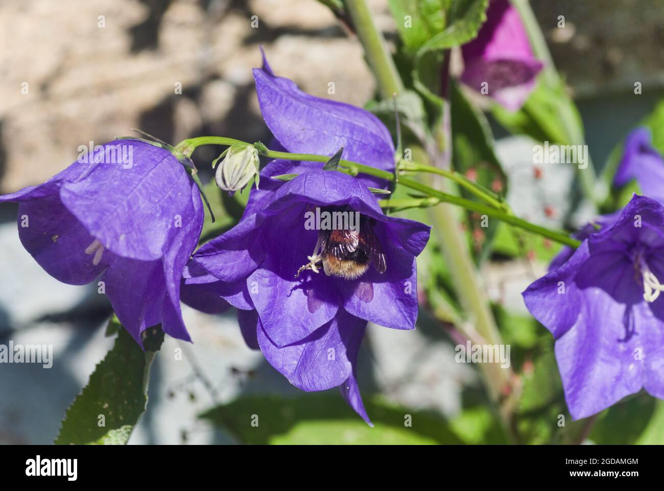 Blue campanula with bee collecting pollen, semi macro, bright colours ...