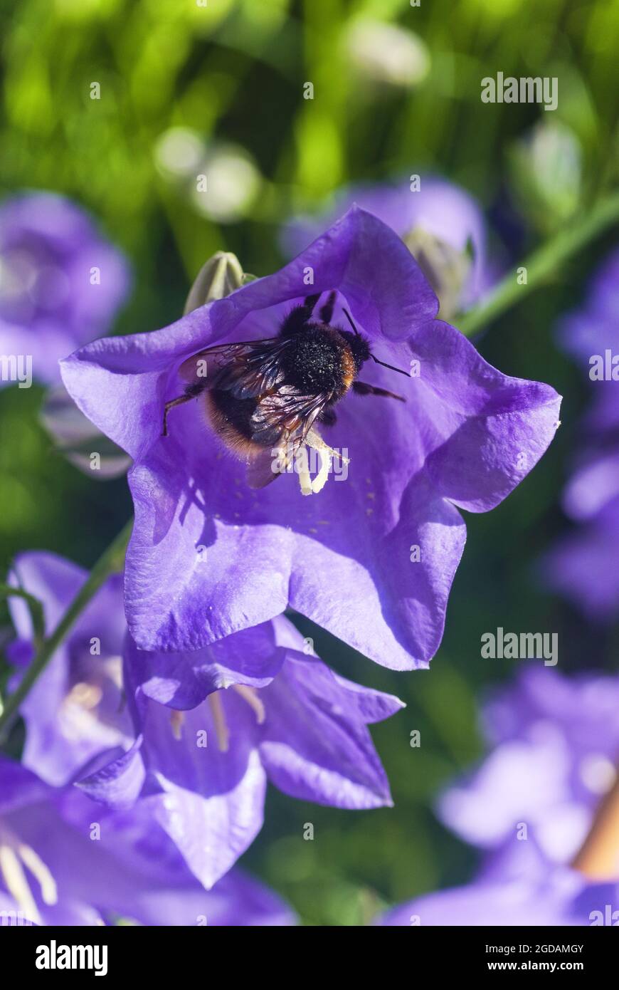 Blue campanula with bee collecting pollen, semi macro, bright colours ...