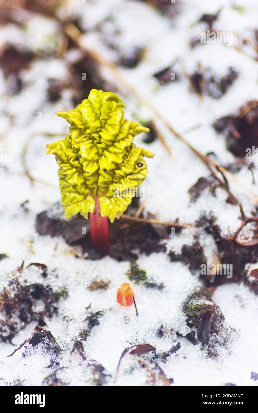 Early rhubarb shoots coming through snow in Scotland, UK Stock Photo ...