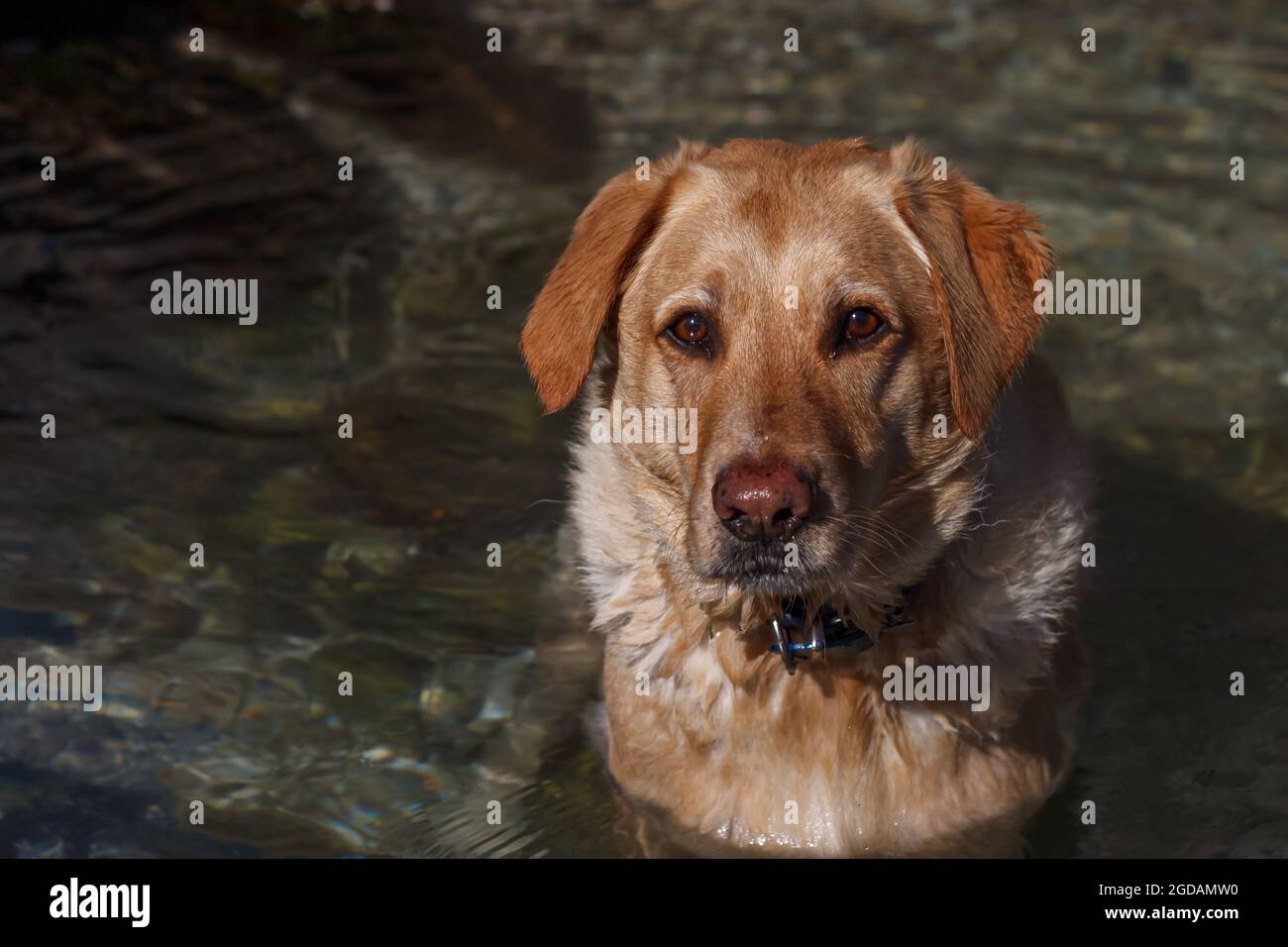 Labrador cooling off hi-res stock photography and images - Alamy