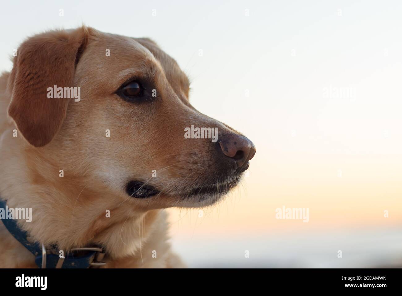 happy golden Labrador watching a golden sunset Stock Photo - Alamy