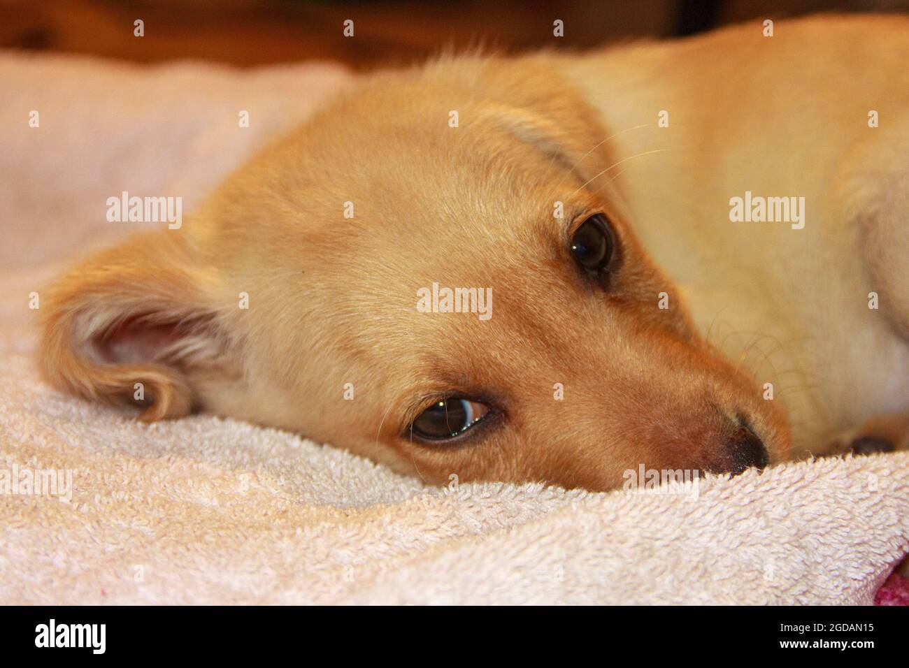 Labrador in dog bed hi-res stock photography and images - Alamy