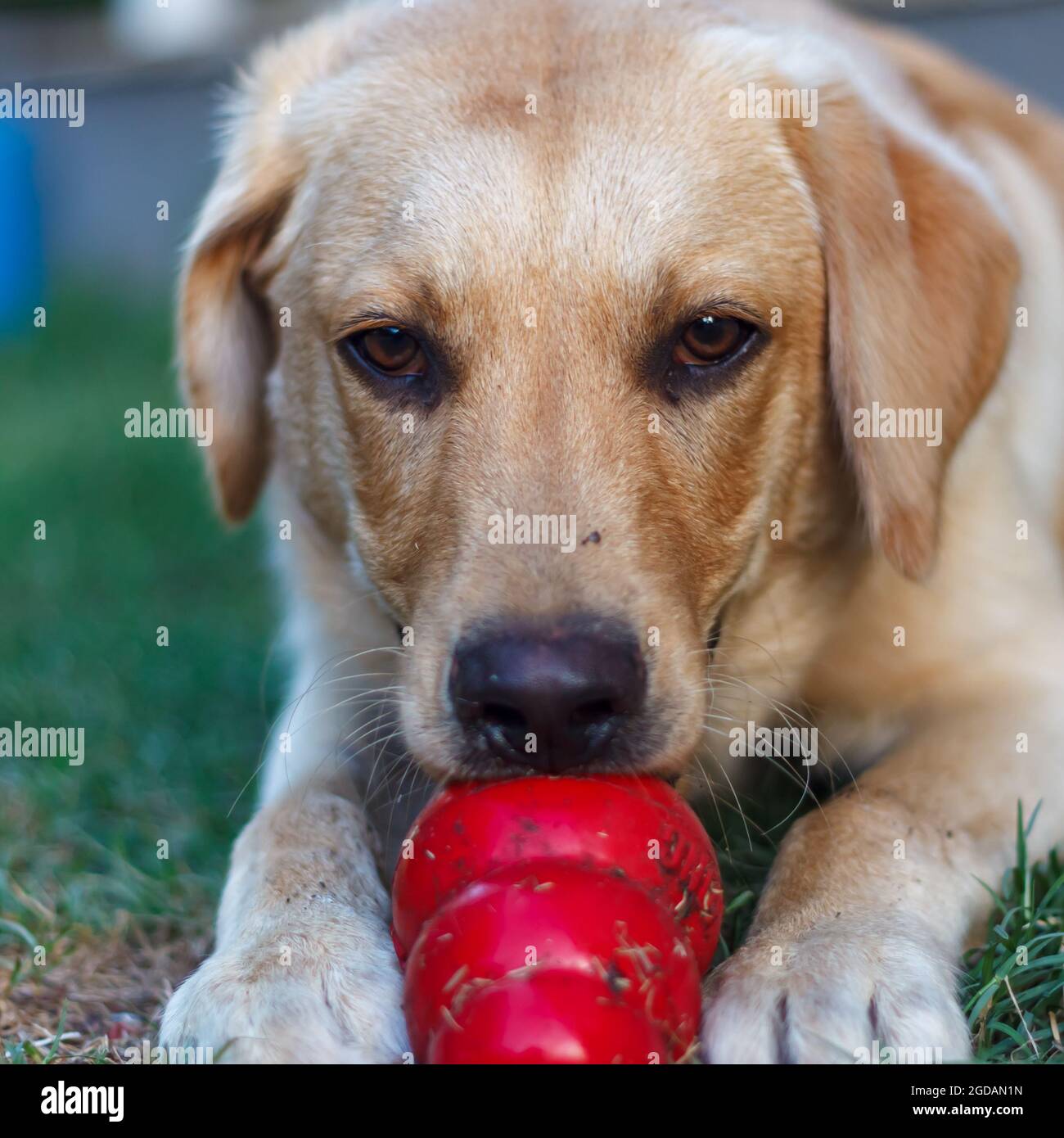 Labrador puppy chewing on his ball with treats in it Stock Photo - Alamy