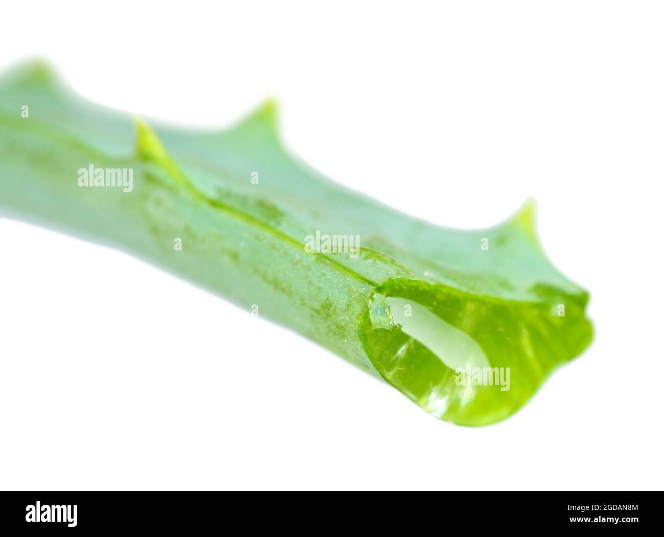 Fresh green aloe leaf with drop of juice, on light background Stock ...