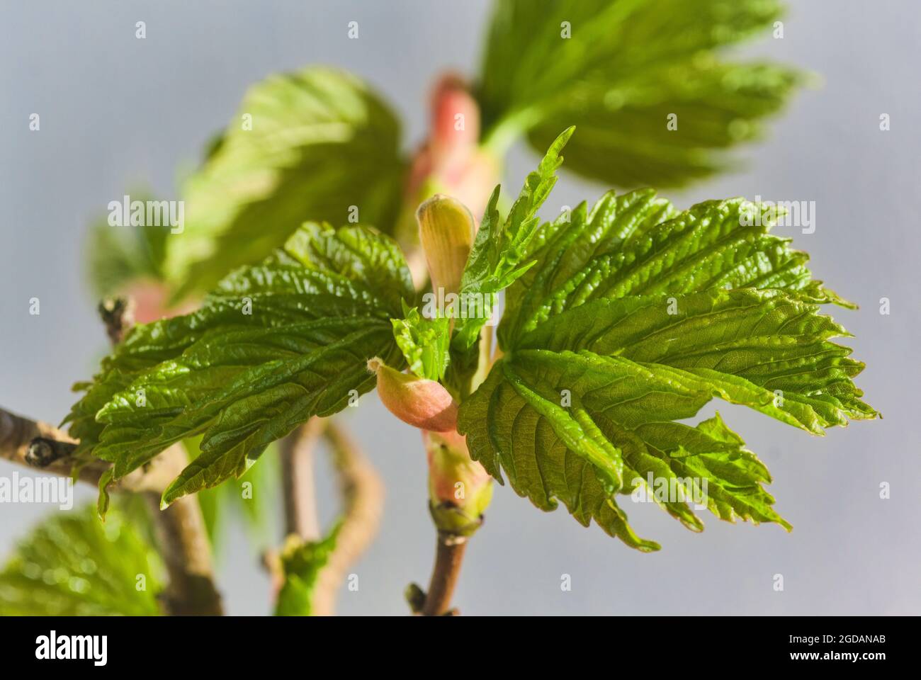 Pussy Willow Tree Leaves