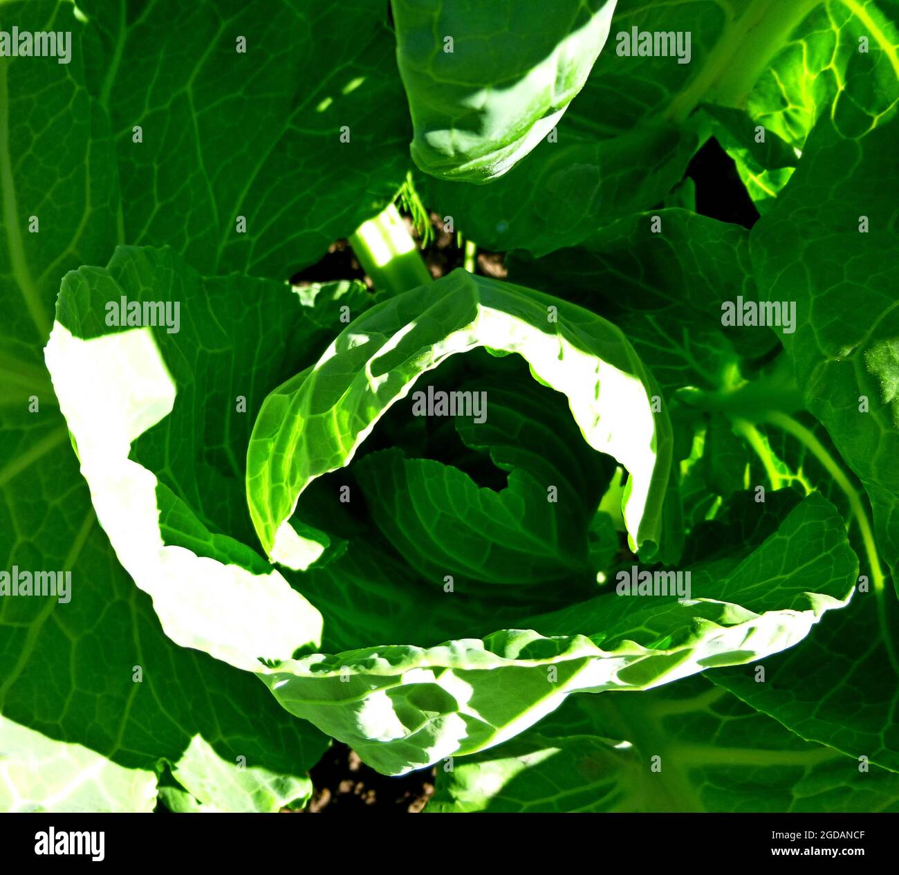 White cabbage. Close up are growing in garden Siberia Russia. Organic ...