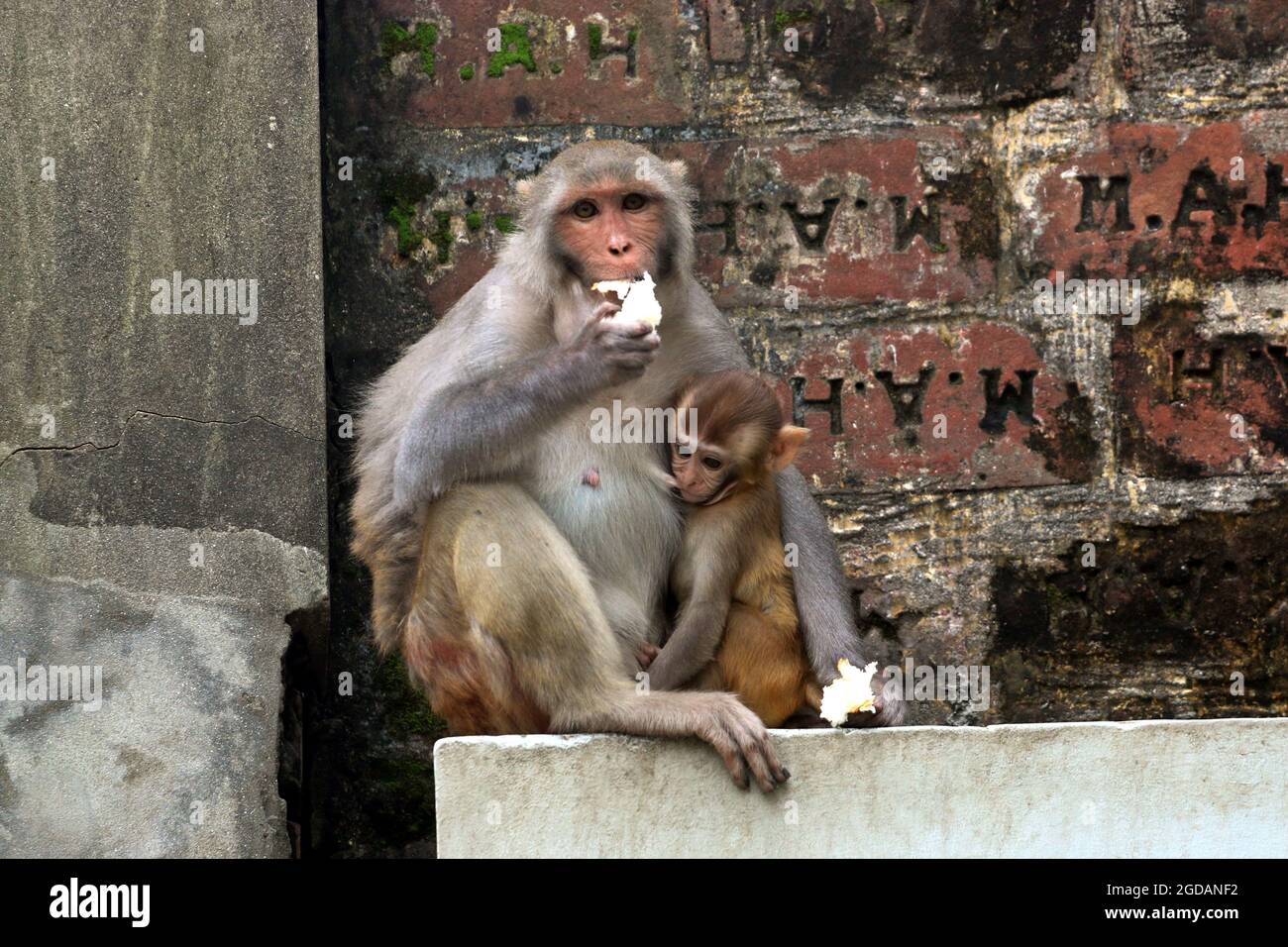 August 12,2021, Dhaka, Bangladesh: Urban monkeys waits for food on the ...