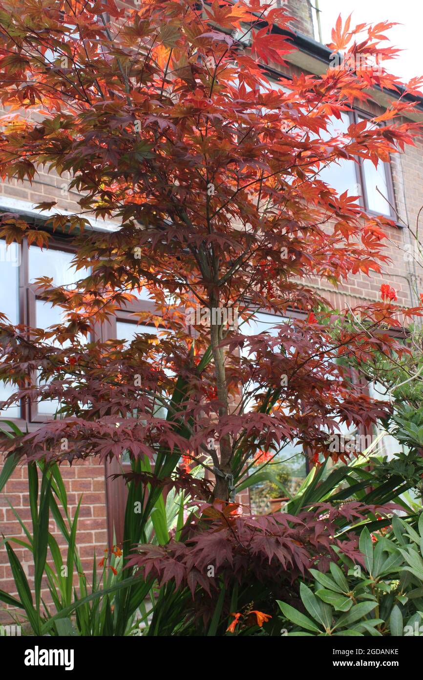 Purple japanese maple tree hi-res stock photography and images - Alamy