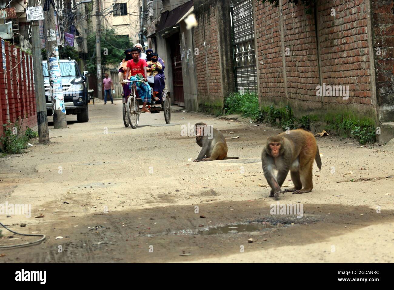 August 12,2021, Dhaka, Bangladesh: Urban monkeys waits for food on the side of the road during ...
