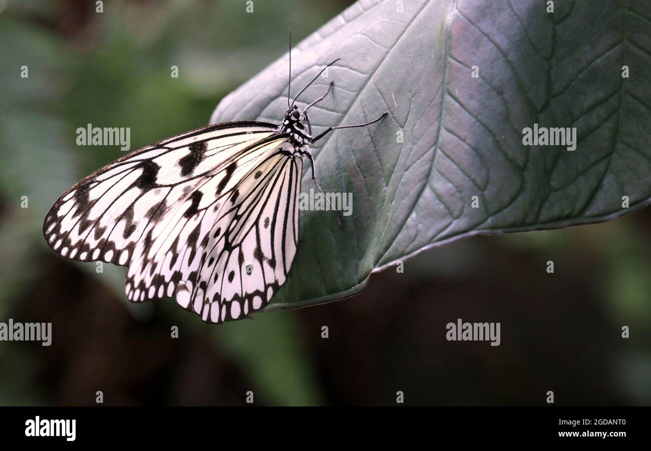 Closeup of the Idea leuconoe, also known as the paper kite butterfly ...