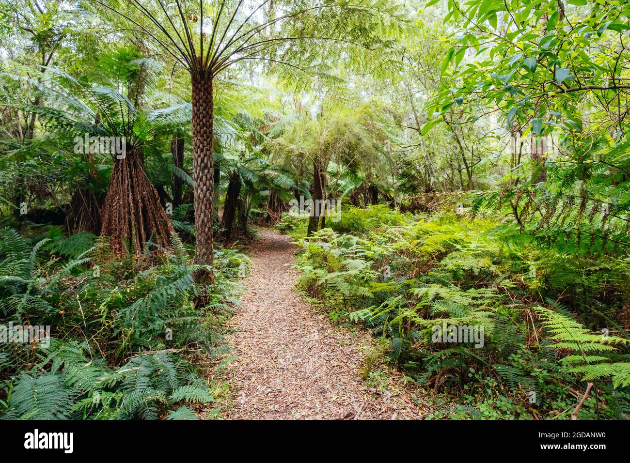 The iconic and popular walk to Henderson Falls, near Lorne, Victoria ...