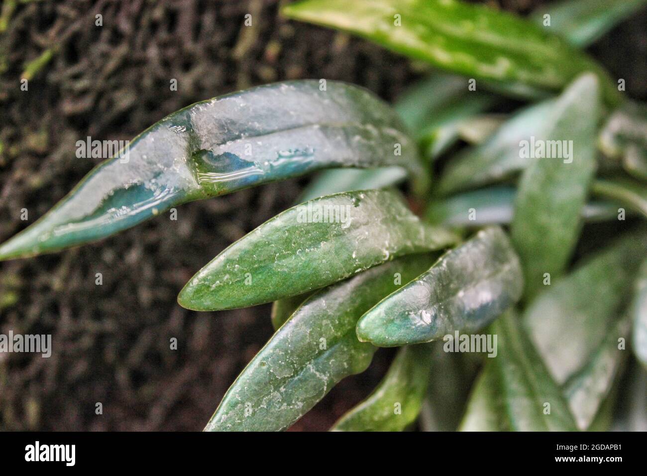 Very rare blue oil fern growing in the garden Stock Photo - Alamy