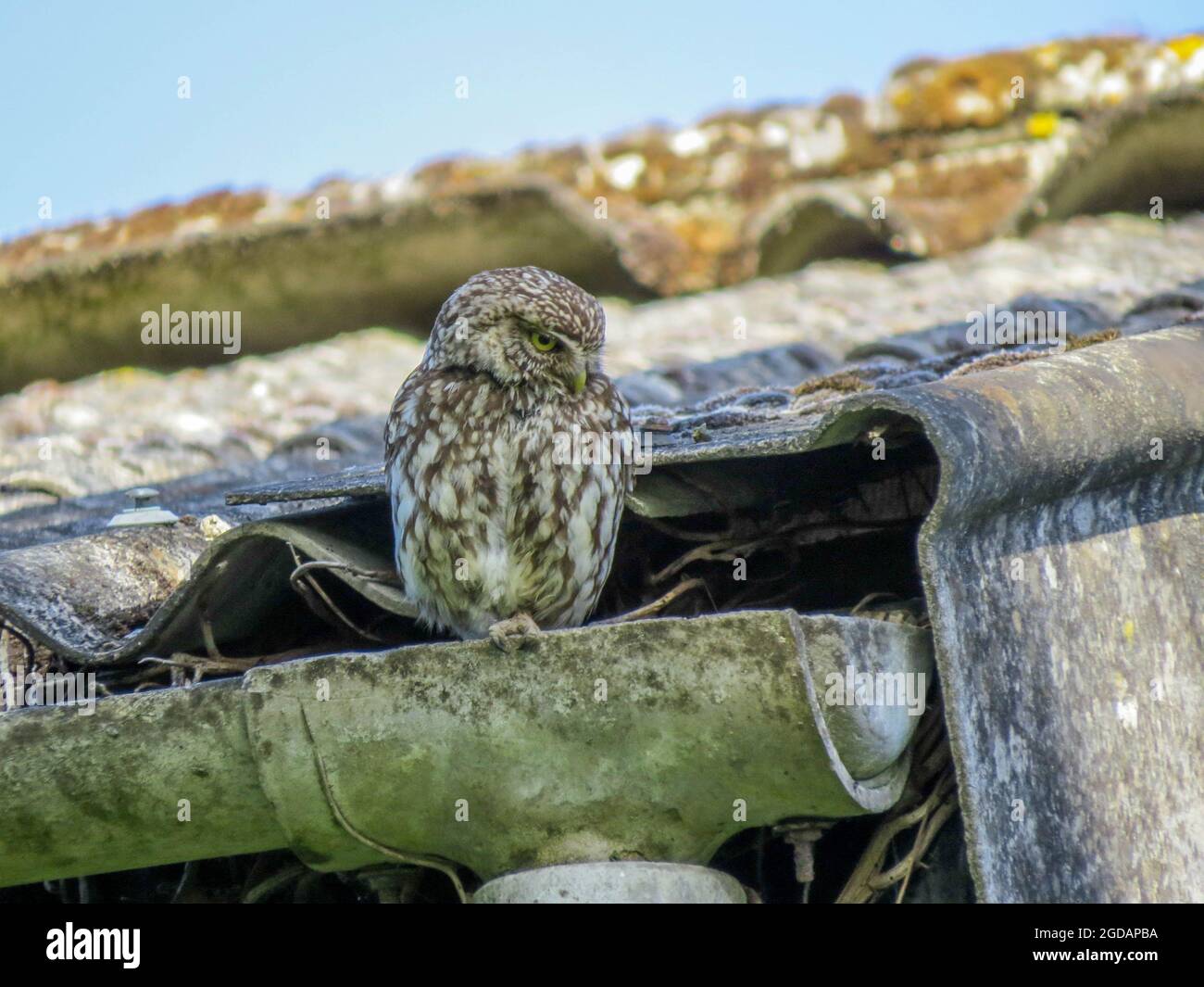 Little owl a small owl with a flat topped head a plump compact body and ...