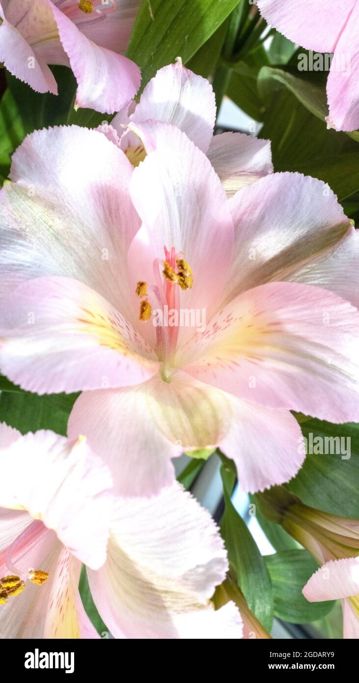 Pink flowering plants with bee hi-res stock photography and images - Alamy