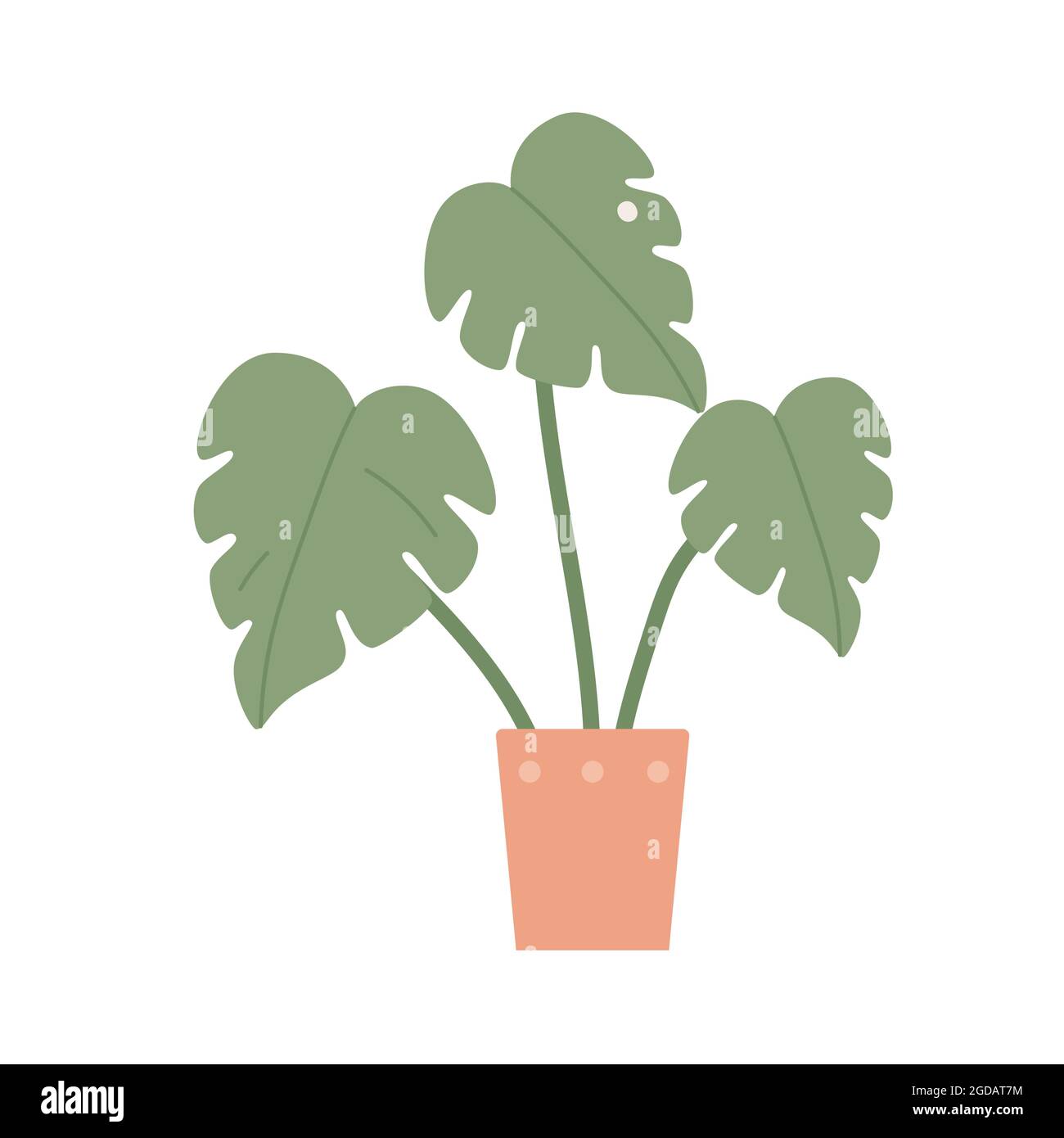 House plant monstera in pot, home balcony or office indoor nature ...