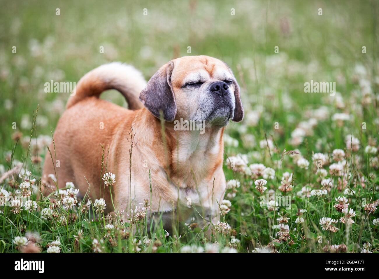 Happy puggle pug and beagle cross breed standing and smiling in clover ...