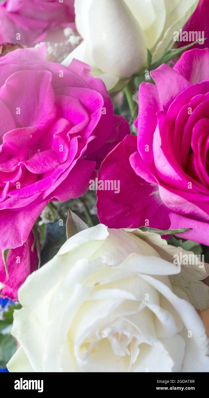 Beautiful pink and white roses Stock Photo - Alamy