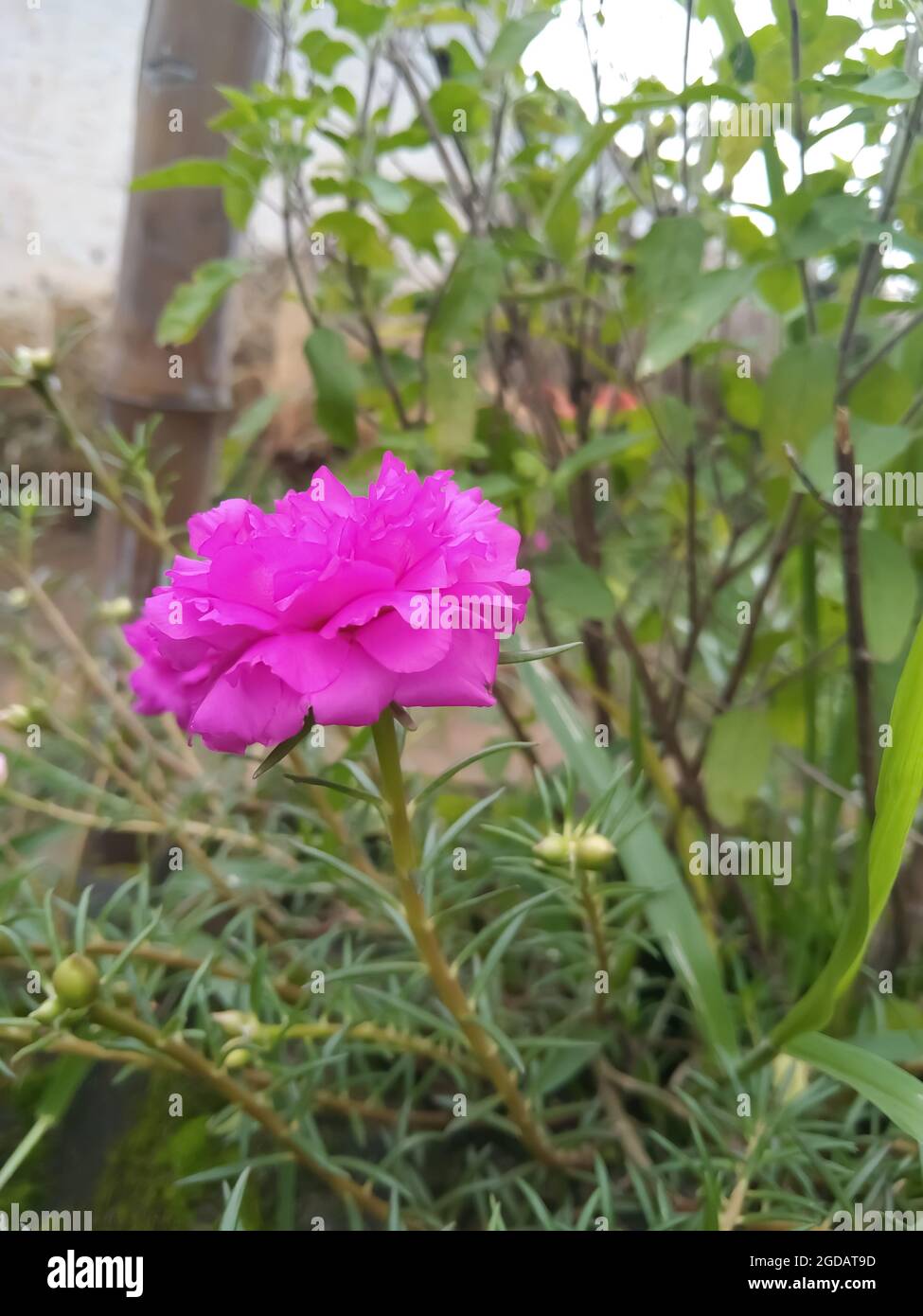 Vertical shot of a vibrant pink Moss rose surrounded by lush greenery ...