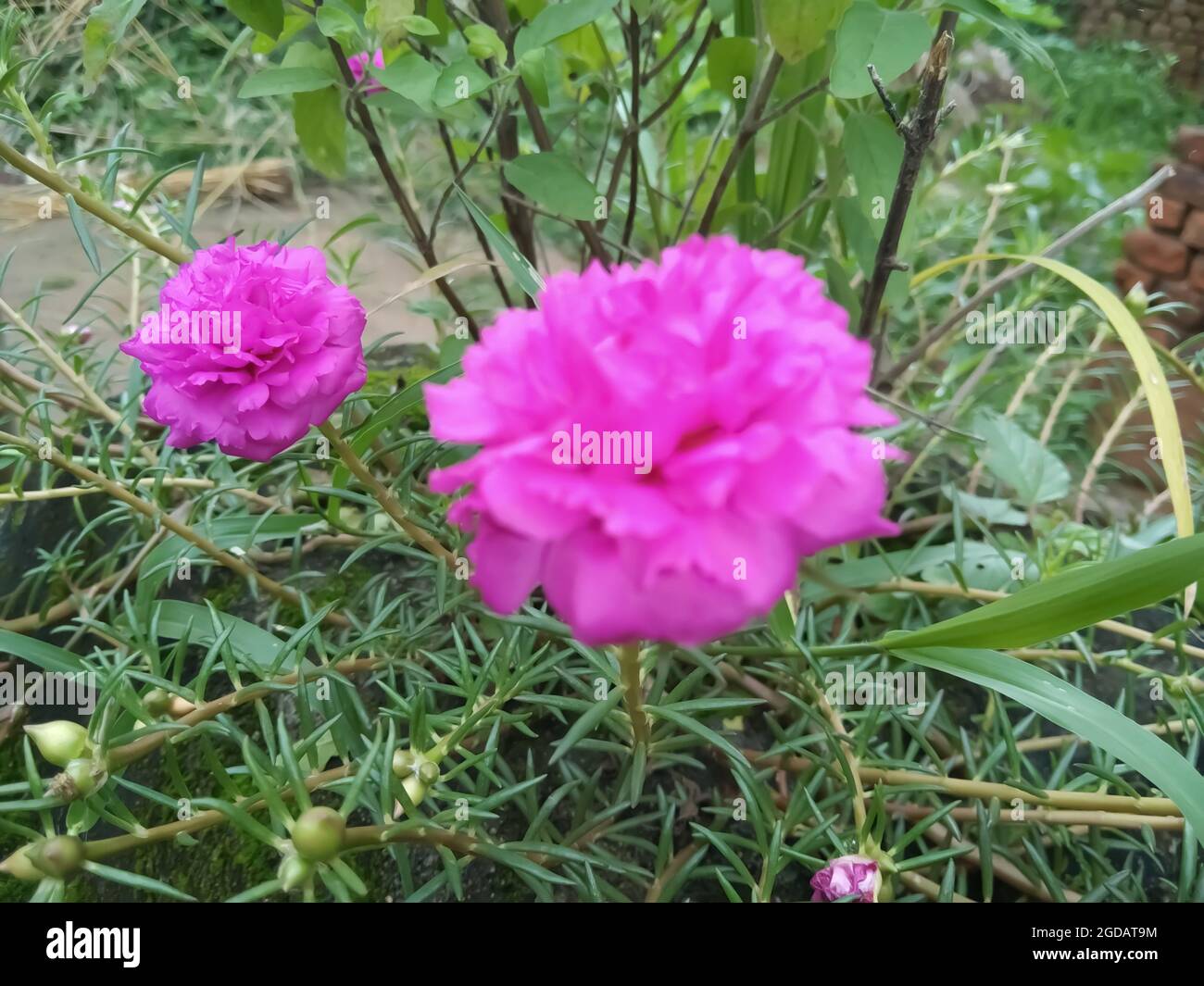 Closeup of beautiful pink Moss rose flowers growing in a lush garden ...