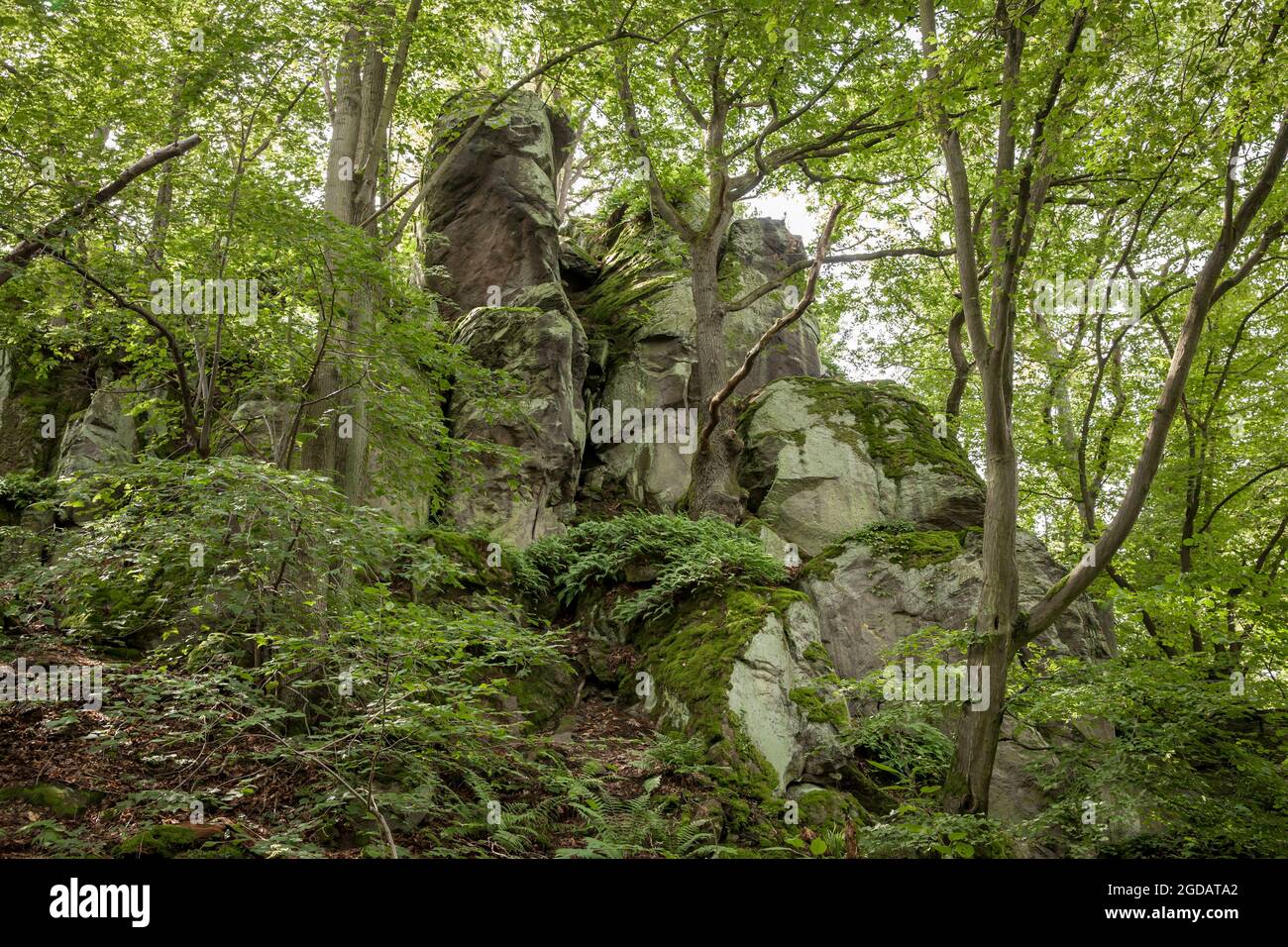 rock canyon of the Stenzelberg mountain in the Siebengebirge hill range ...