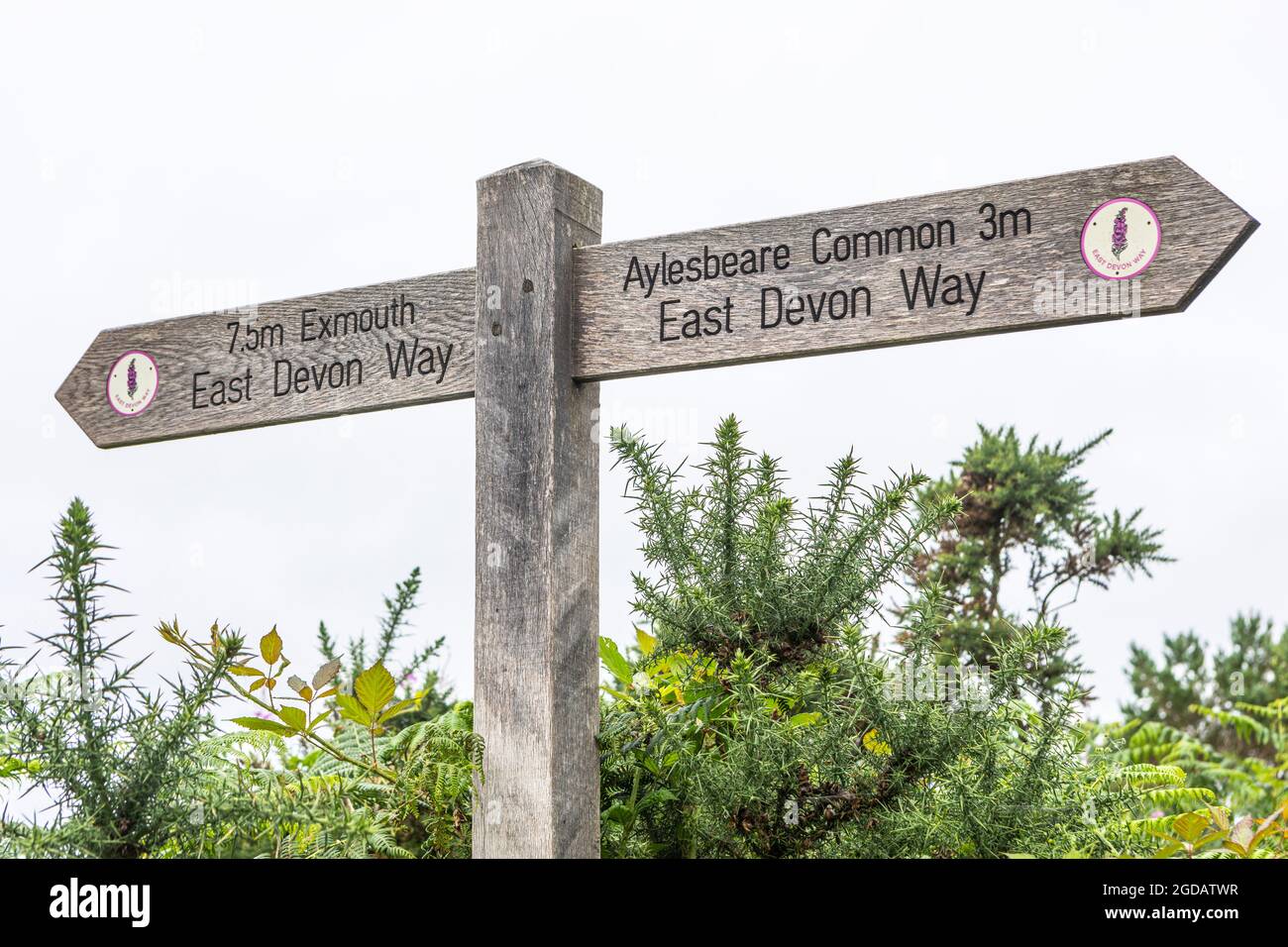 Devon way hi-res stock photography and images - Alamy