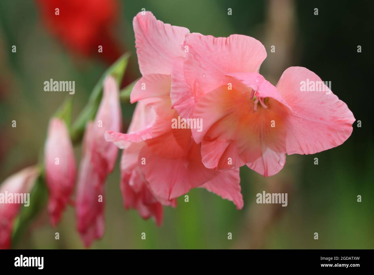 Pretty pink gladiolus flowers in summertime Stock Photo - Alamy