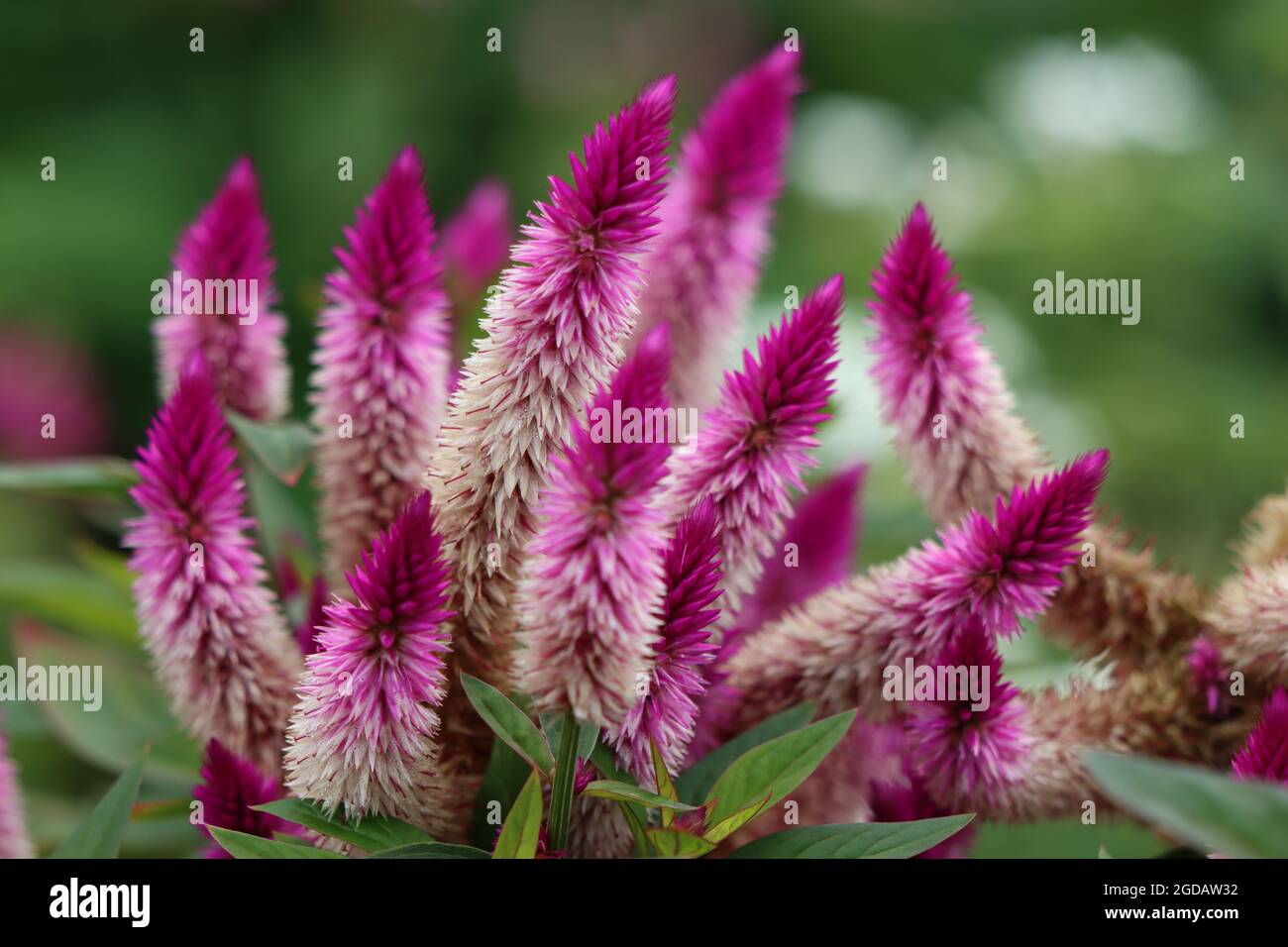 Pink cockscomb flowers hi-res stock photography and images - Alamy