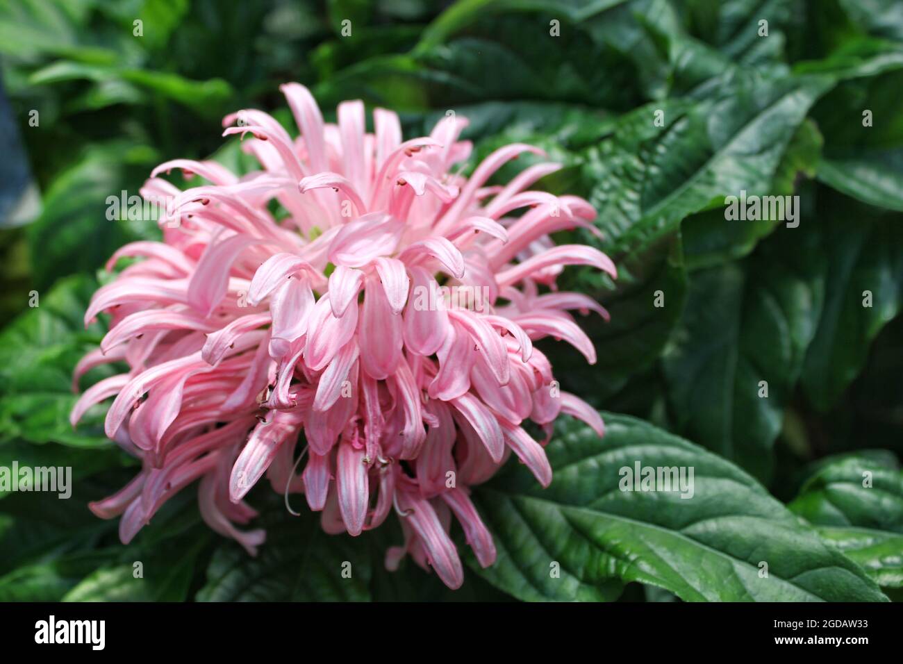 Colorful pink flower in full bloom while growing in the summer flower ...
