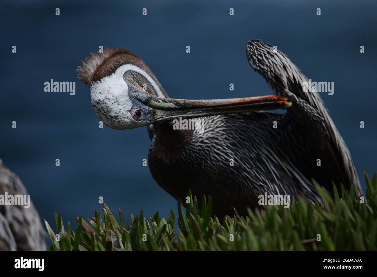 Occidentalis preening hi-res stock photography and images - Alamy