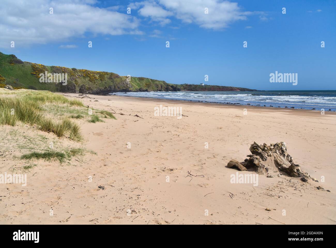 St Cyrus, beach, driftwood, Angus, bright, sunny, famous beach, East ...