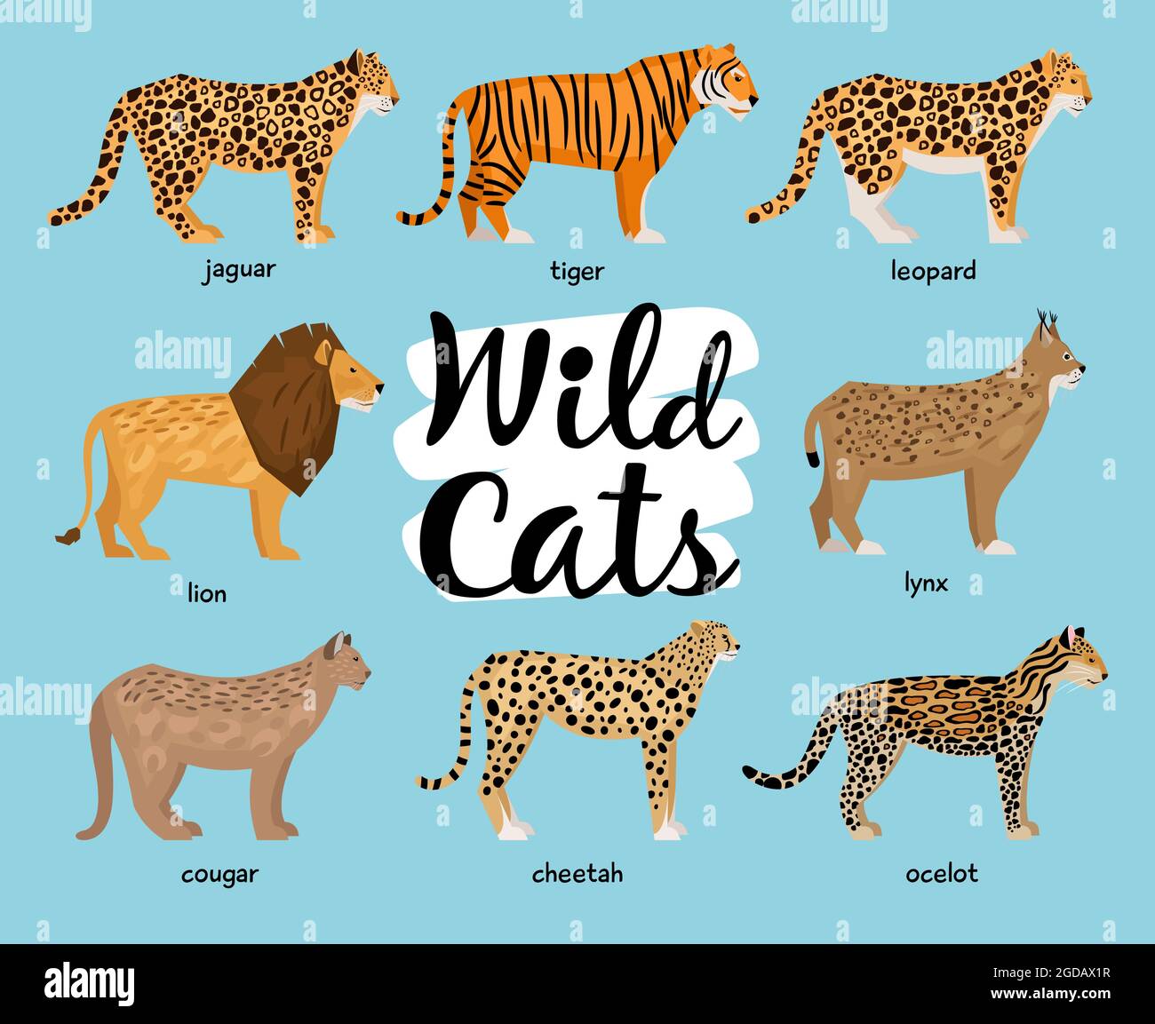 Spotted wild cats Stock Vector Images - Alamy