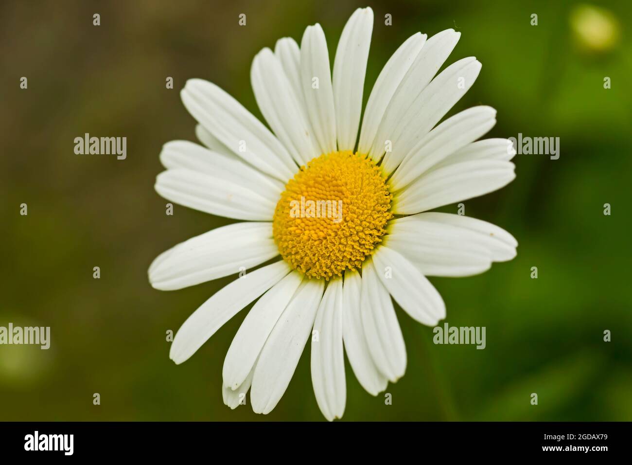 Daisy flower head closeup Stock Photo - Alamy