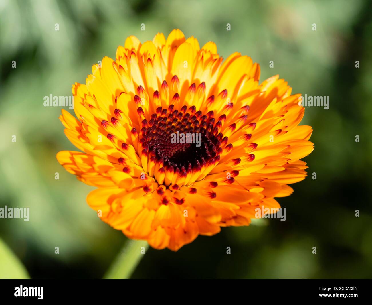 Calendula plant hi-res stock photography and images - Alamy