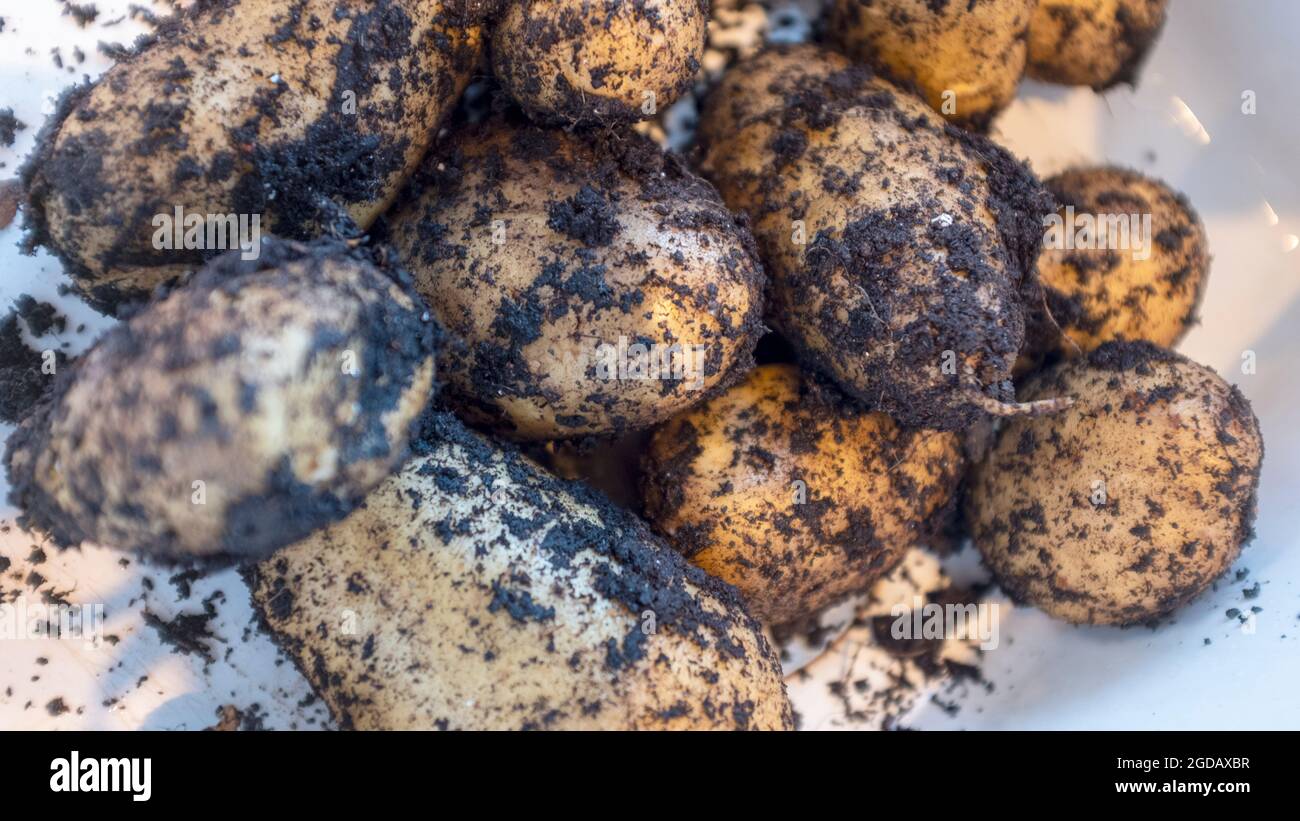 Freshly picked potatoes from the garden covered in dirt and compost ...