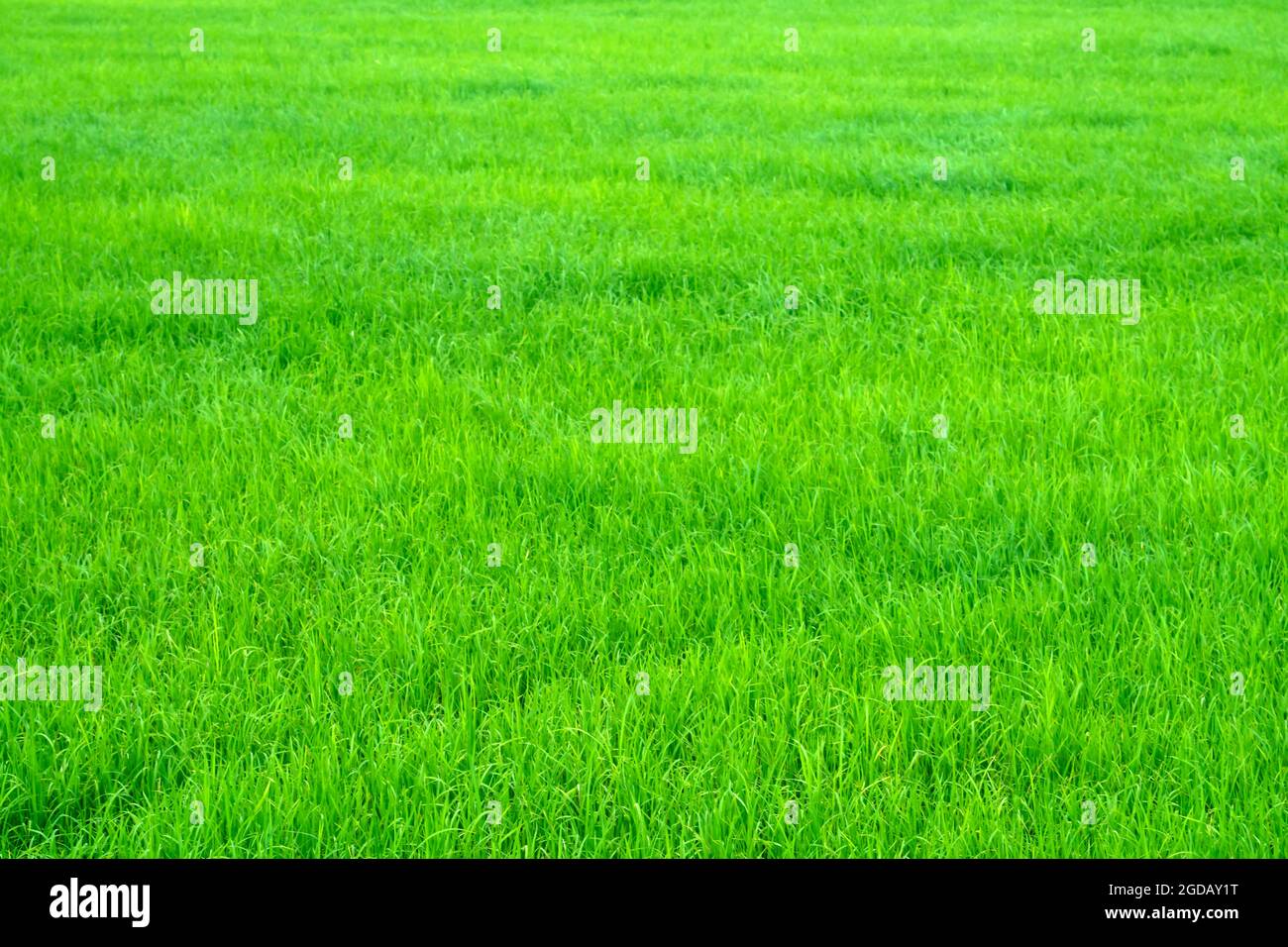 The green rice farm phrae thailand Stock Photo - Alamy
