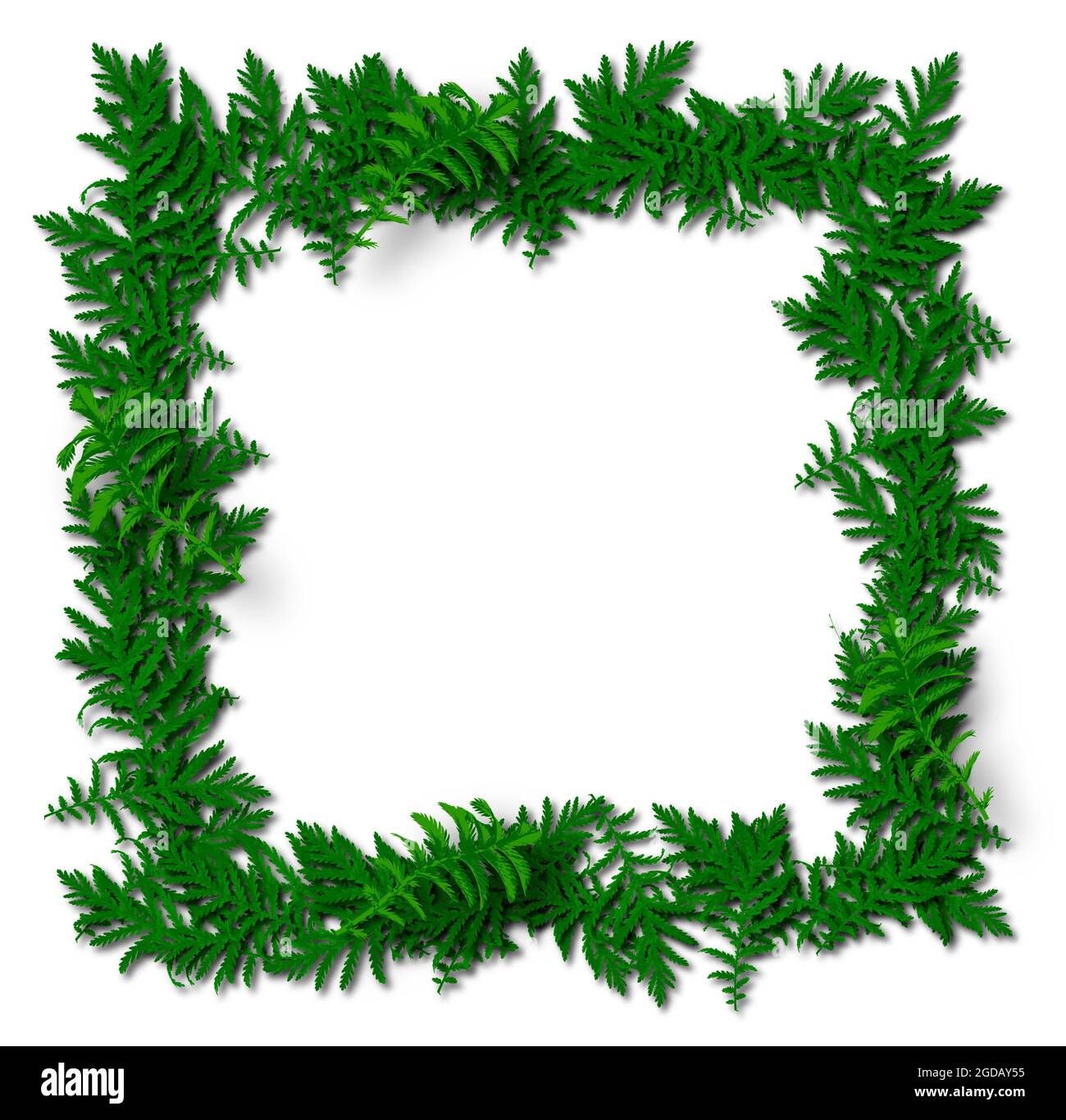 Square leafs frame isolated on white background. Square leafs frame ...