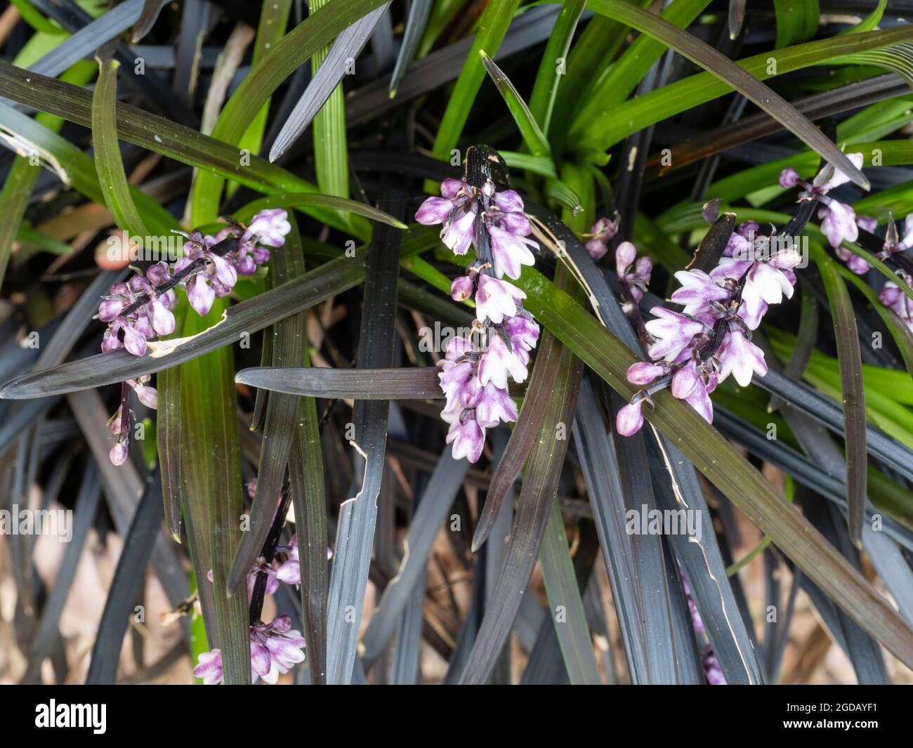 Mondo grass nigrescens hi-res stock photography and images - Alamy