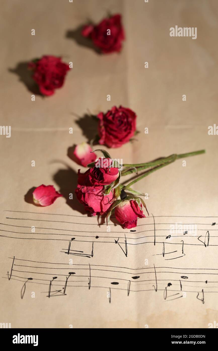 Beautiful pink dried roses on old paper with notes Stock Photo - Alamy
