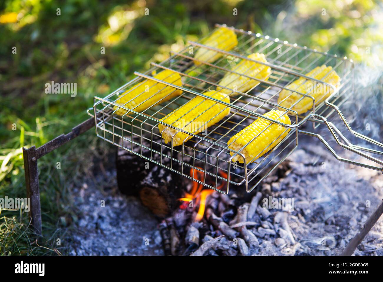 Fried corncobs of yellow juicy corn cooked on a wire rack. Outdoor ...