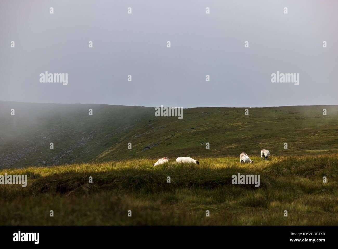 Sheep grazing in a patch of sunlight through the mist on the summit of ...