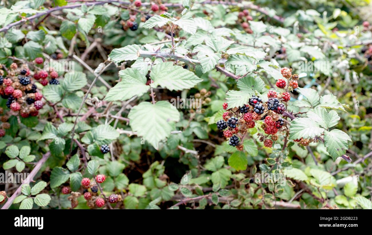 Bramble bushes filled with blackberries Stock Photo - Alamy