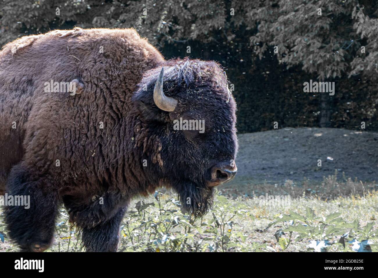 Close up of the head of an American bison Stock Photo - Alamy