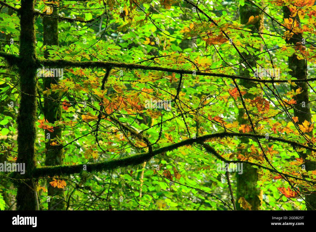 Vine maple tree hi-res stock photography and images - Alamy